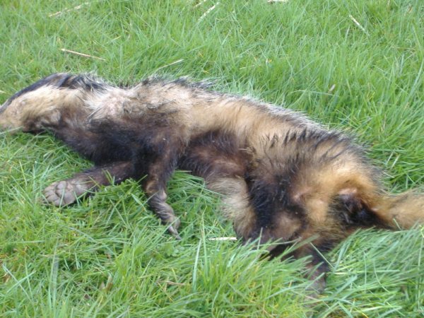 Pictures of a dead badger